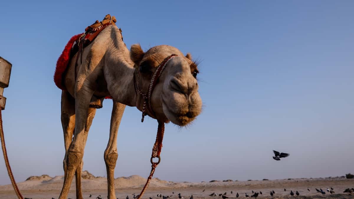 Video: Esta es la reacción por la que un camello se volvió viral en redes tras conocer la nieve ...